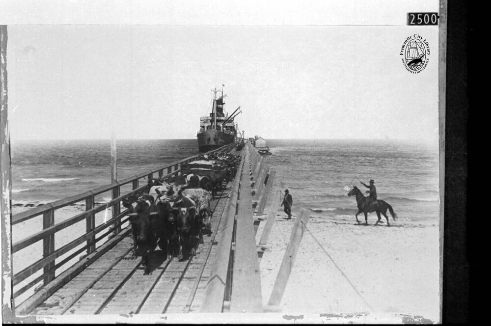 Unloading cattle from the SS Mindaroo at Robb Jetty | City of Fremantle ...